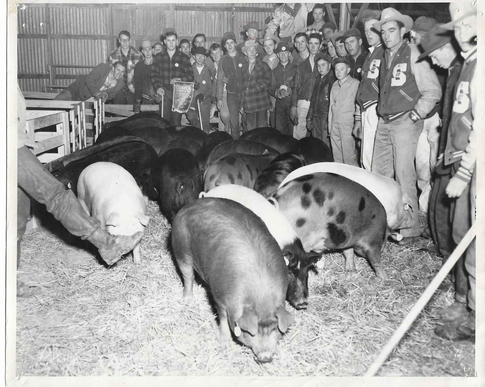 Delhi Pig Show - Western Oklahoma Historical Society
